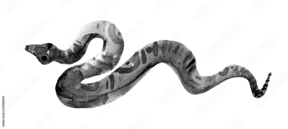 Watercolor drawing of a poisonous viper species. Levant viper. Wild ...