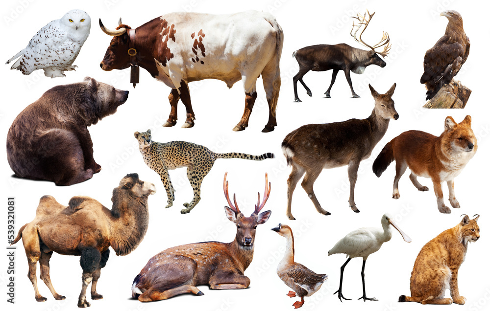 Set of various asian isolated wild animals including birds, mammals ...