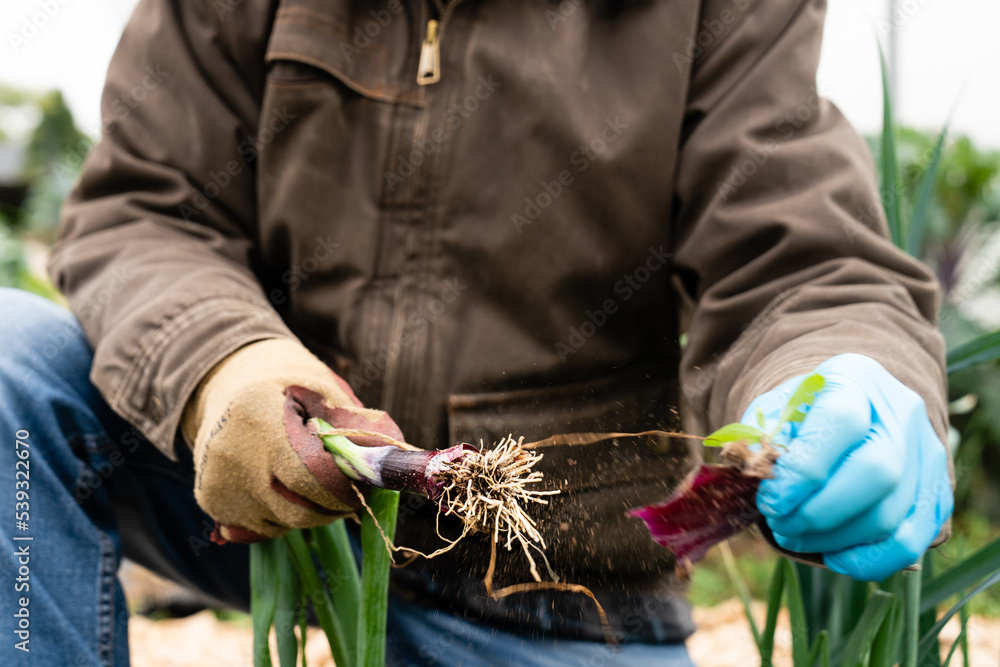 Closeup of gardener pulling onion roots in garden Stock Photo | Adobe Stock