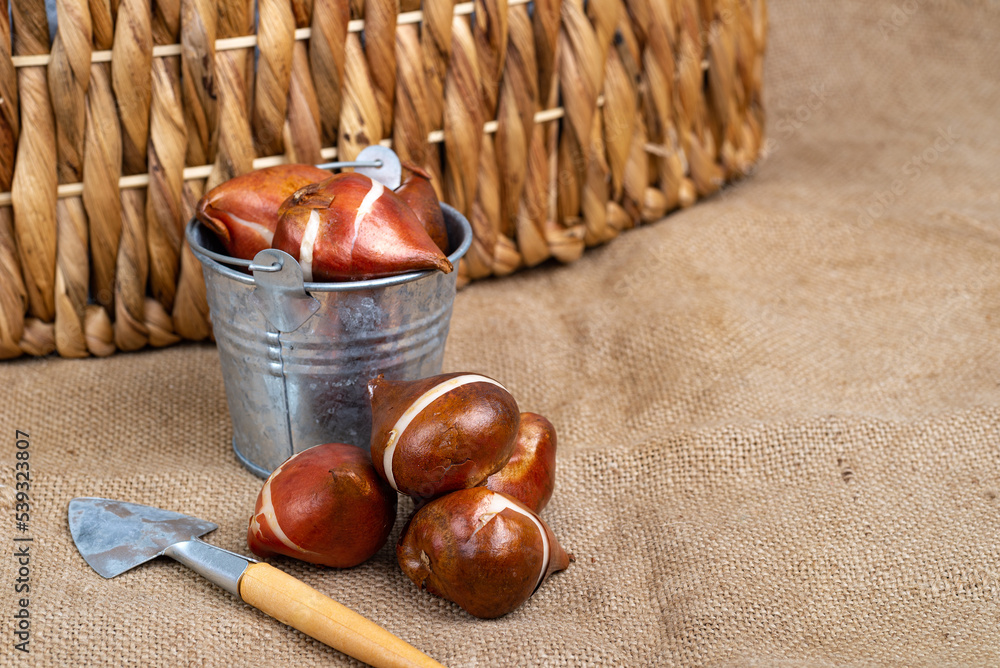 tulip bulbs in a bucket and a scoop with a rake. Preparing for spring ...