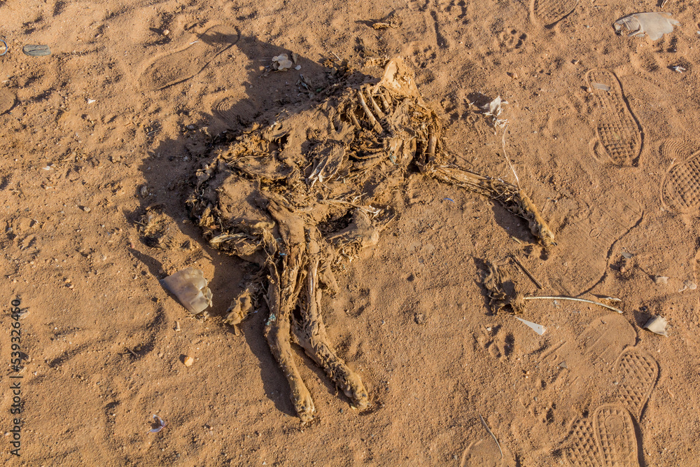 Decomposing dead dog at Tuti island in Khartoum, capital of Sudan ...