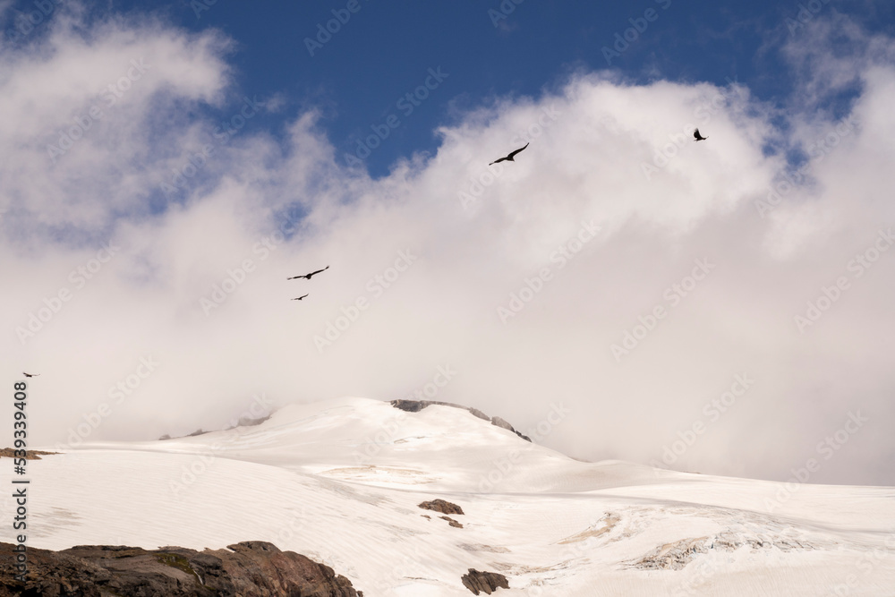 Andean condor, Vultur, gryphus, family, flying over Glacier Alerce ice ...