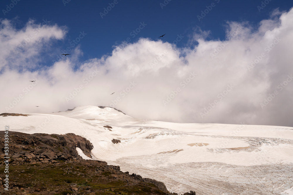 Andean condor, Vultur, gryphus, family, flying over Glacier Alerce ice ...