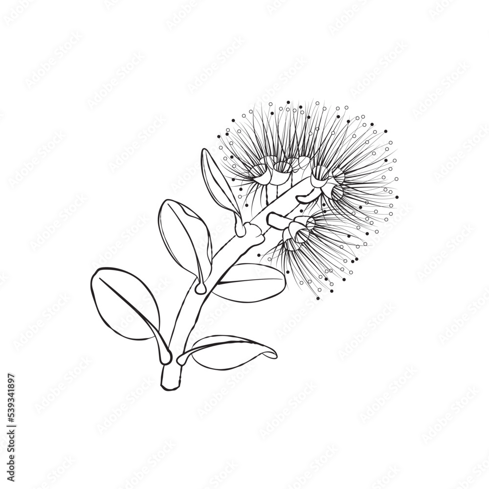 Pōhutukawa New Zealand Native Plant Vector Line Art Illustration Stock ...