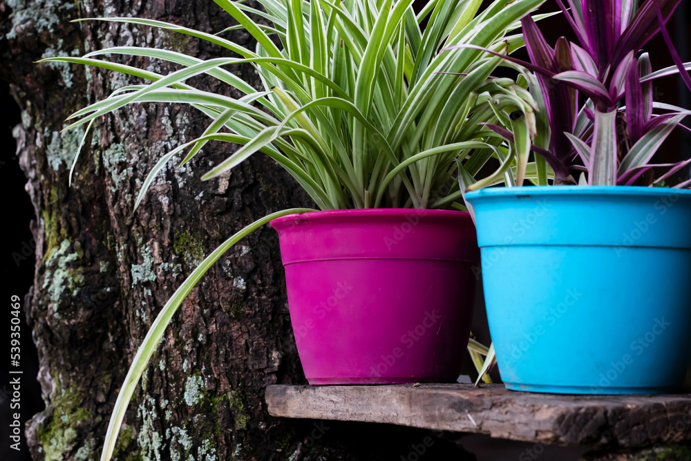 Masetas y plantas típicas Latinoamérica Stock Photo | Adobe Stock