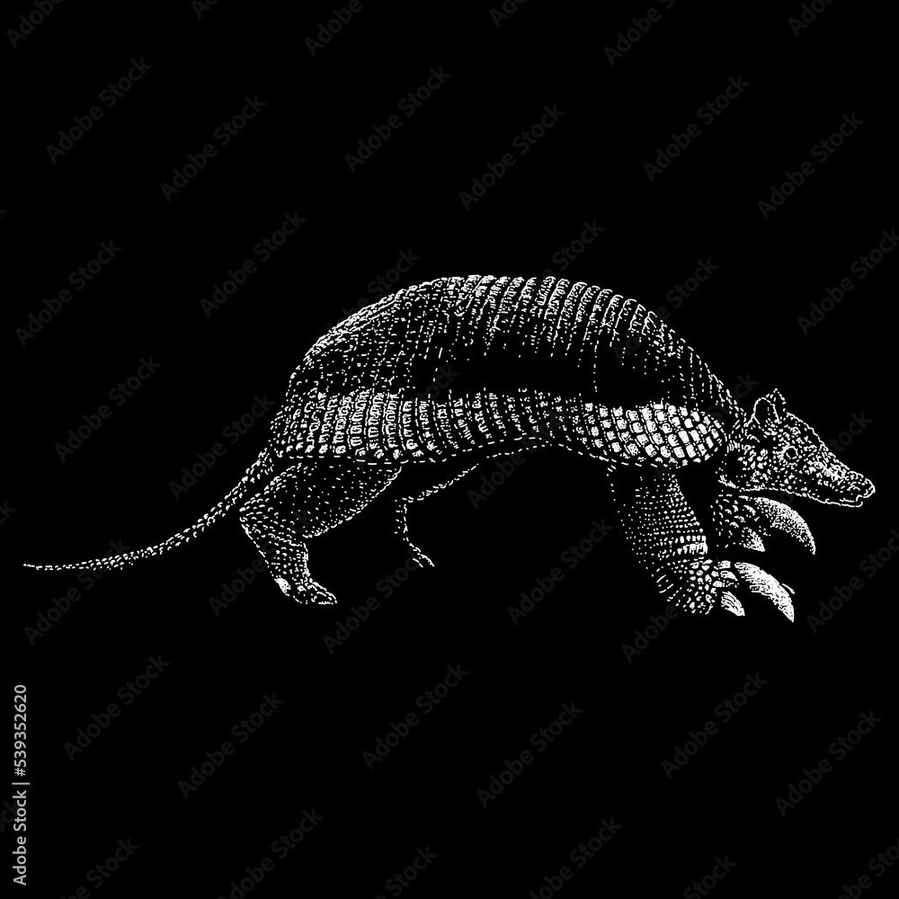 Giant Armadillo hand drawing. Vector illustration isolated on black ...