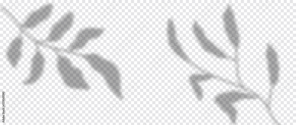 Vetor de Abstract botanical shadow effect on transparent background ...