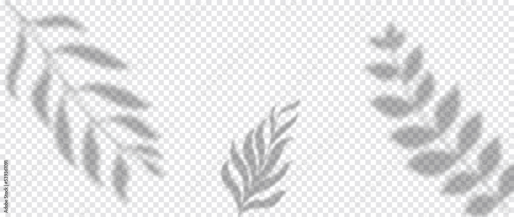 Abstract botanical shadow effect on transparent background vector ...