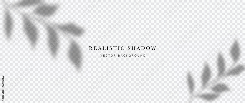 Vecteur Stock Abstract botanical shadow effect on white background ...