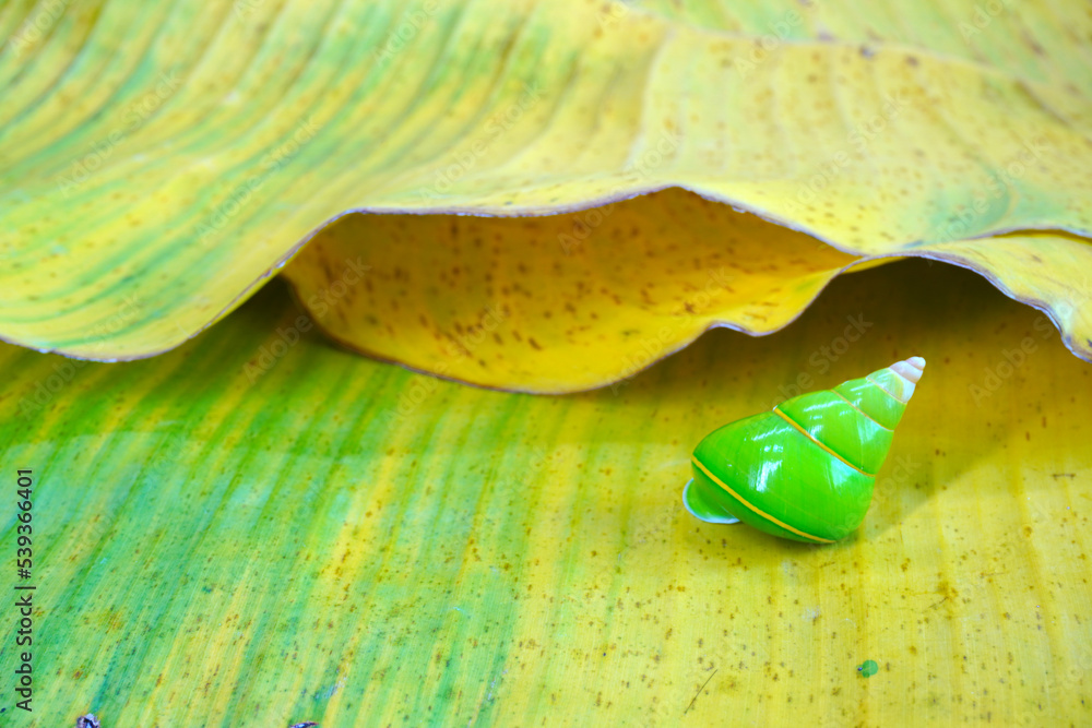 Foto de Emerald green snail or Green tree snail (Papustyla pulcherrima ...