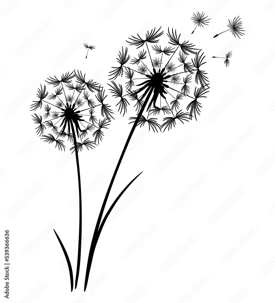 Two dandelion flowers together. Flying seeds into the sky. Detailed ...