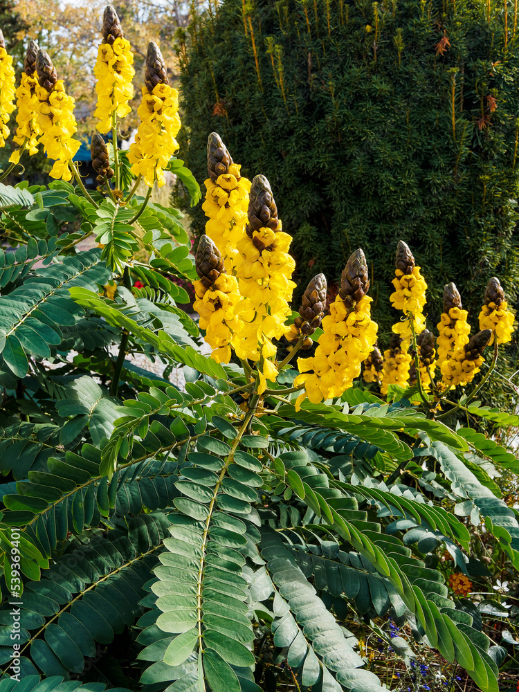 Senna alata | Dartrier - Casse ailé - Candélabre - Bois dartre - Quatre ...