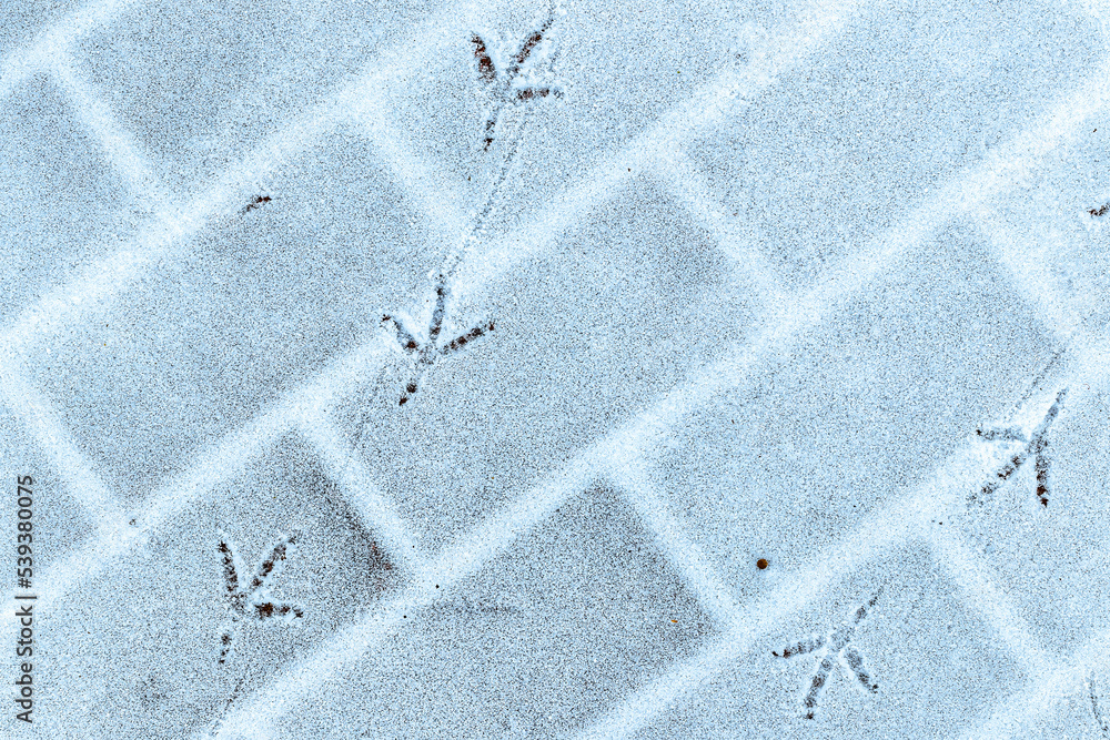 Bird footprints in the snow in winter. Stock Photo | Adobe Stock
