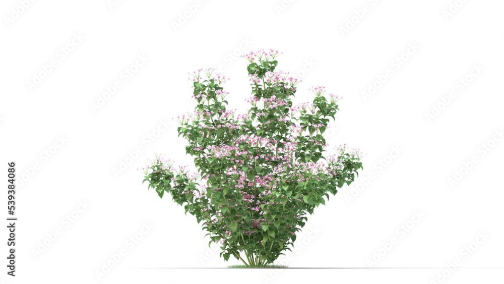 Bauhinia flower on a white background 3D animation , Flowering shrubs ...
