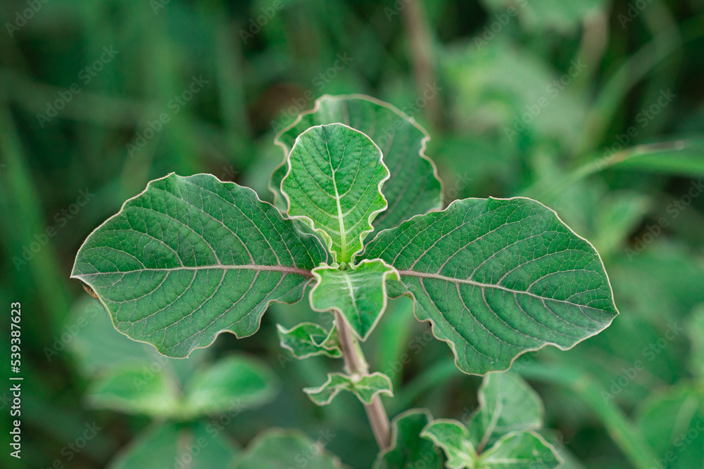 Green leaves of Rough-chaffed flower, Washerman’s plant, Prickly chaff ...