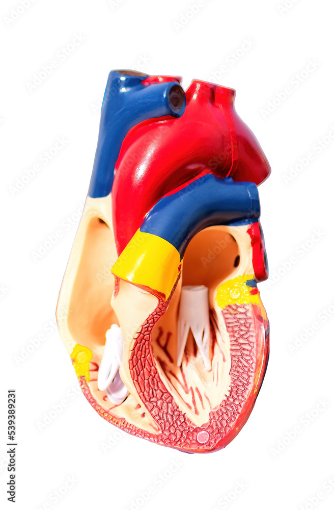 Open model of human heart showing internal construction, isolated ...