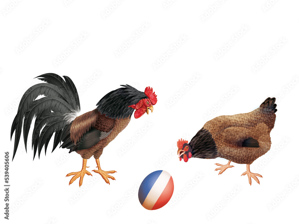 coq, poule, oiseau, ferme, oeuf, coloré, étonné, étonnant, regardant ...