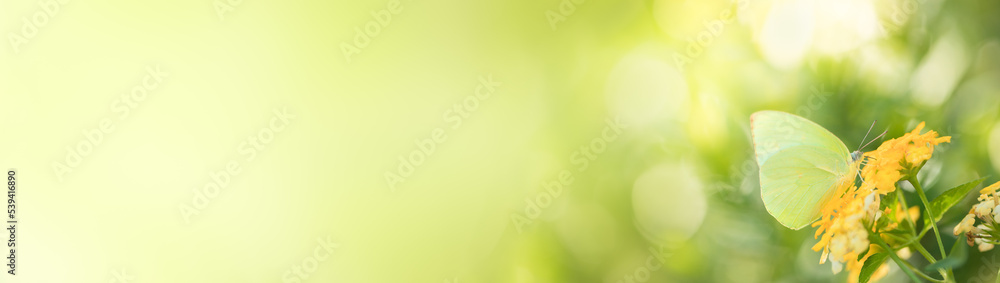 Nature of butterfly and flower in garden using as background ...