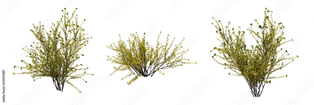 bush isolate on a transparent background, 3D illustration, cg render ...