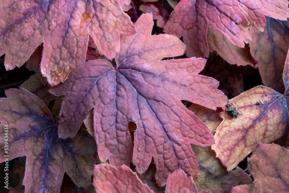 Heucherella 'Sweet Tea' an herbaceous perennial foliage plant with ...