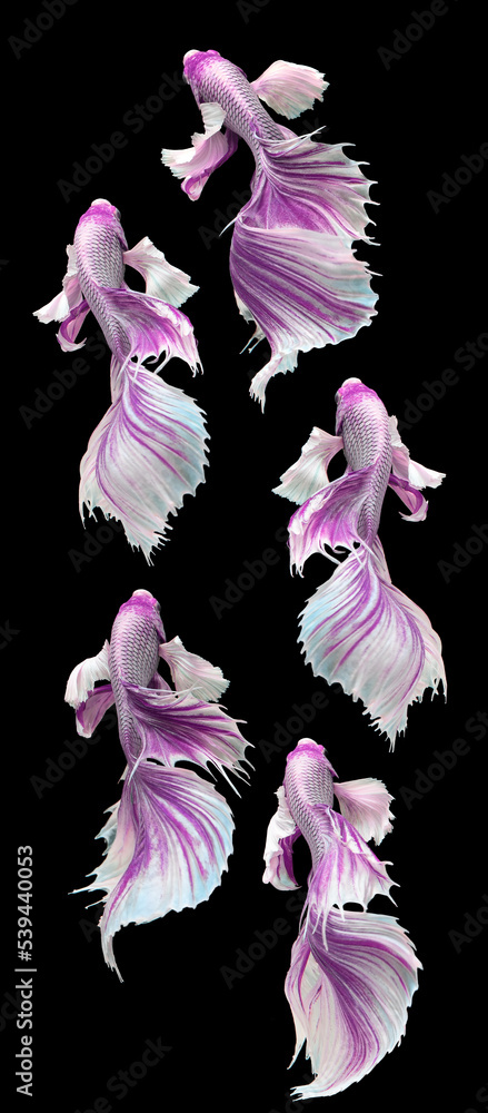 Beautiful of five purple half moon long tail betta, Siamese fighting ...