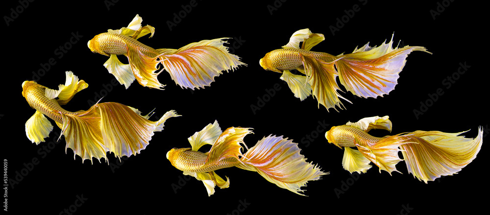 Beautiful of five golden half moon long tail betta, Siamese fighting ...