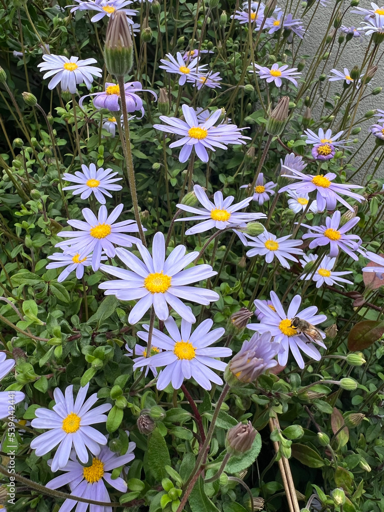 Felicia amelloides, the blue daisy bush or blue felicia, is a hairy ...