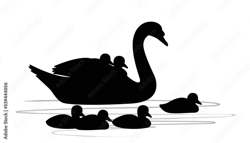 Cartoon swan family swimming in the pond. Black silhouette swan largest ...