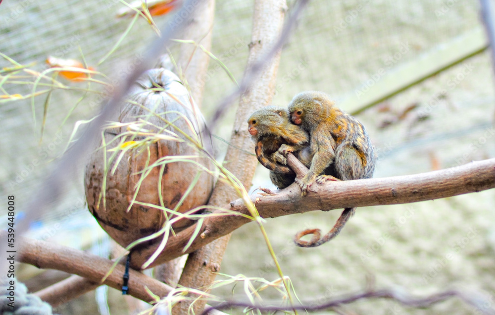 Marmosets sit on trees. Family of marmosets with a cub. Dwarf monkeys ...