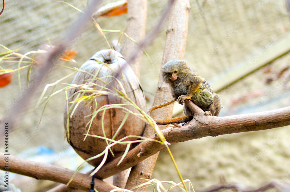 Marmosets sit on trees. Family of marmosets with a cub. Dwarf monkeys ...