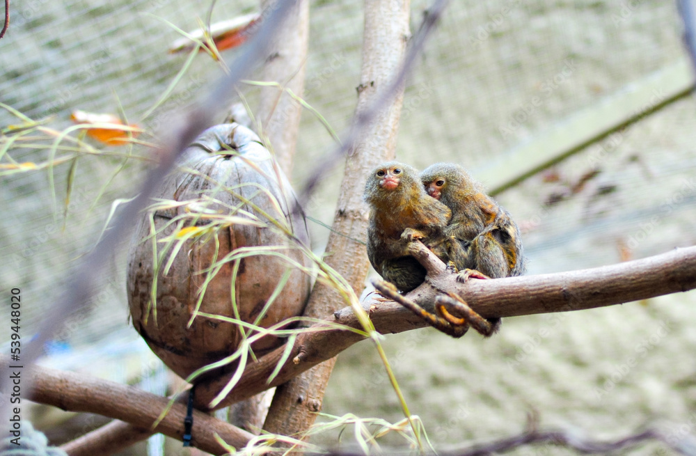 Marmosets sit on trees. Family of marmosets with a cub. Dwarf monkeys ...