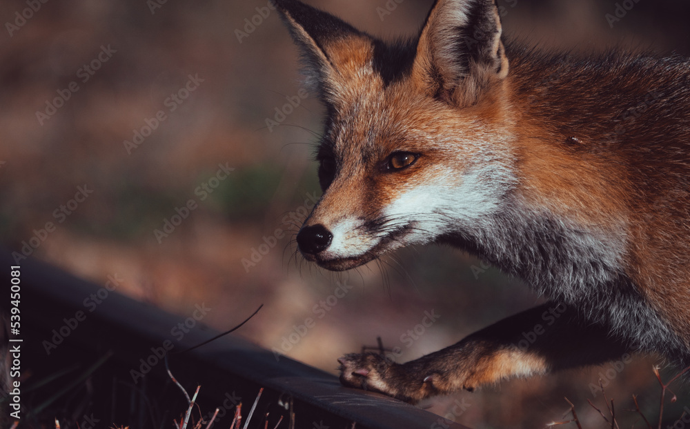 Fox Animal Face Side