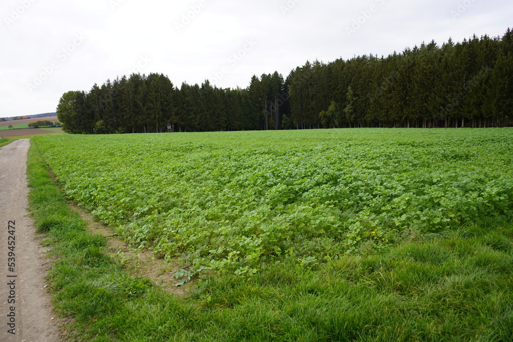 White mustard (Sinapis alba) is a plant species from the genus Mustard ...