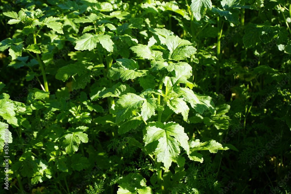 White mustard (Sinapis alba) is a plant species from the genus Mustard ...