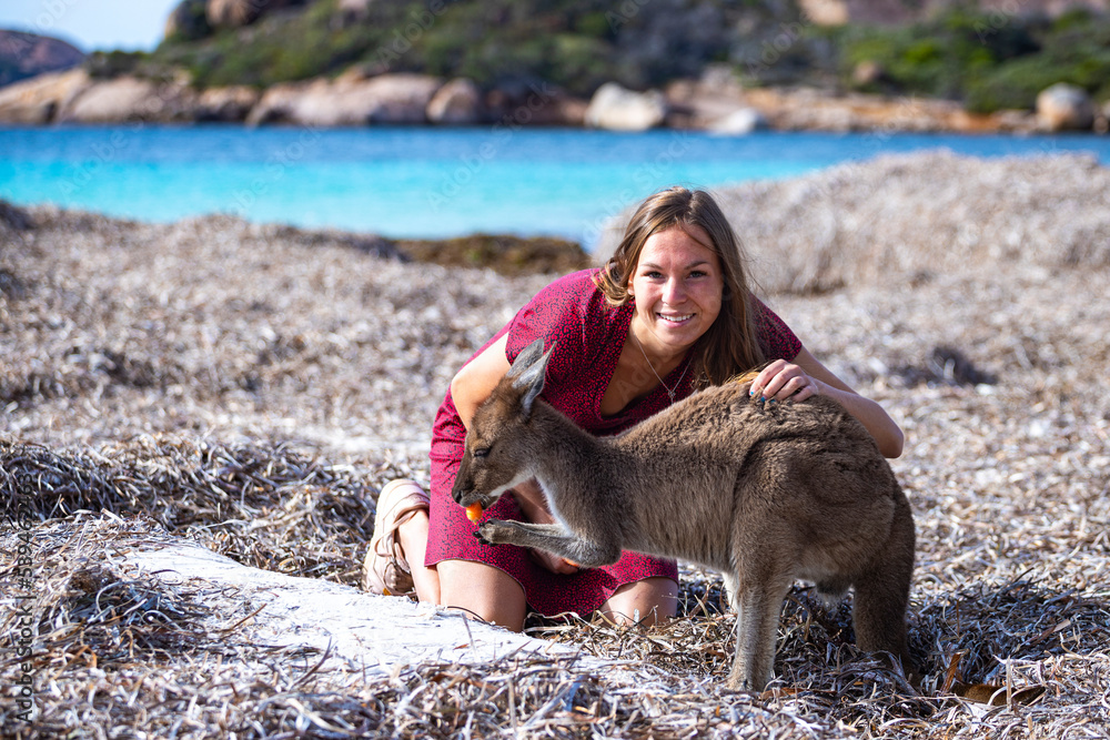 girl in dress feeds, petts and cuddles wild kangaroo on lucky bay beach ...