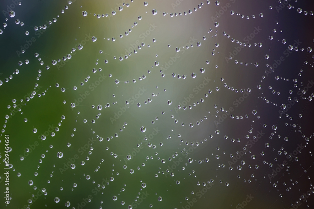 Cobweb or spiderweb natural rain pattern background close-up. Cobweb ...
