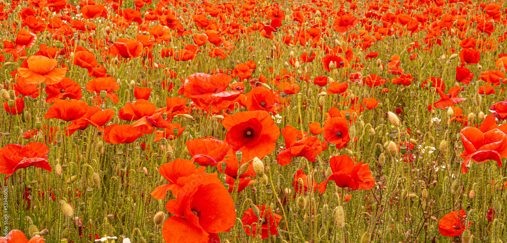 Poppy Fields Showing Bright Red Flowers for remembrance armistice ...