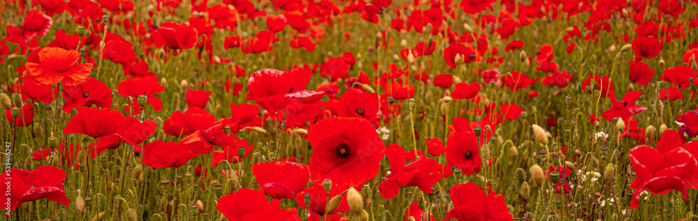 Poppy Fields Showing Bright Red Flowers for remembrance armistice ...