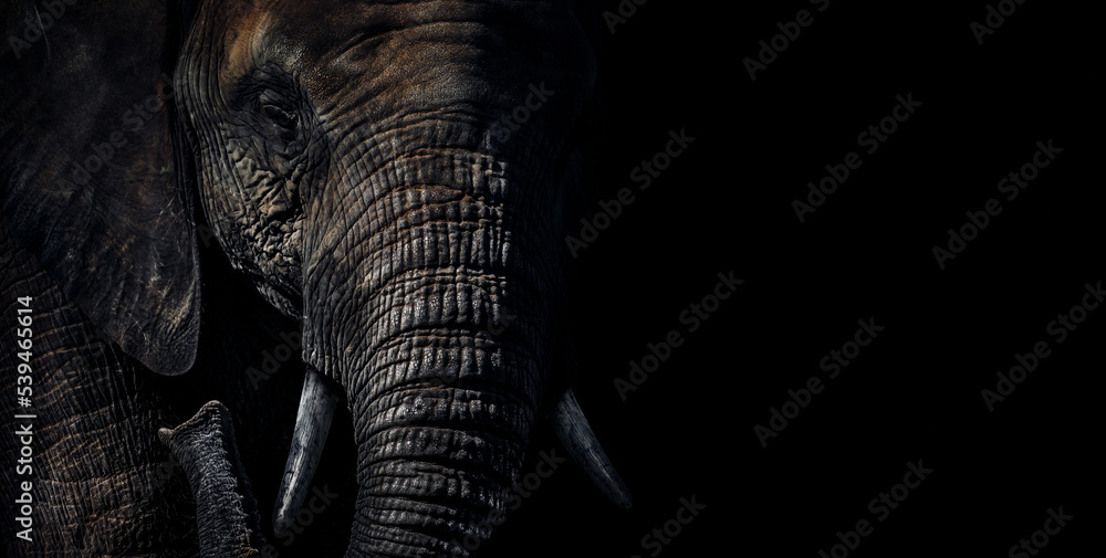 Póster Close-up moody portrait with dramatic light and shadow showing ...