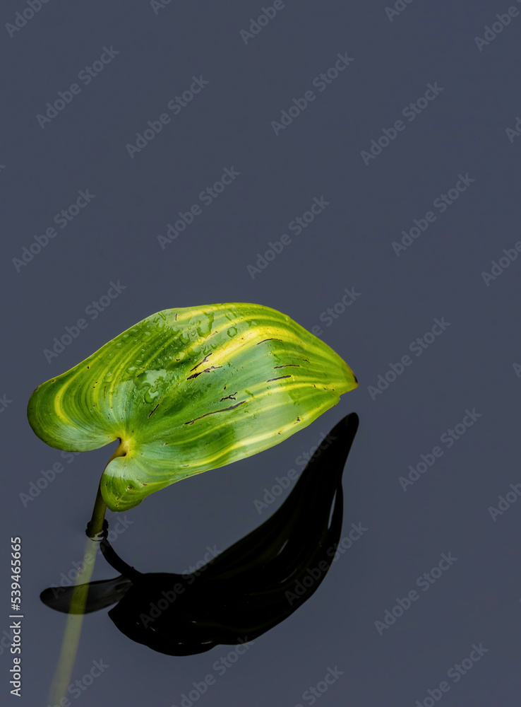 Four large white flowers of Calla palustris or water arum in a natural ...