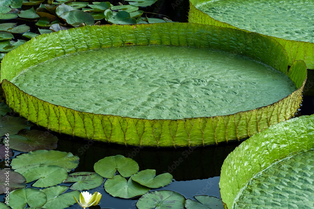 Flower of the Victoria Amazonica, or Victoria Regia, the largest ...