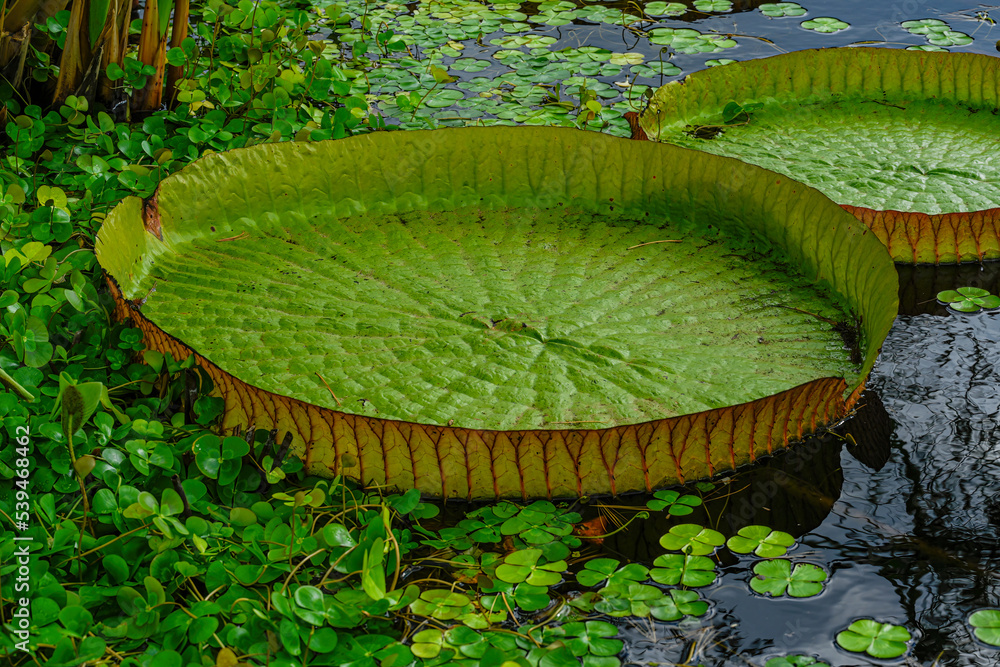 Flower of the Victoria Amazonica, or Victoria Regia, the largest ...