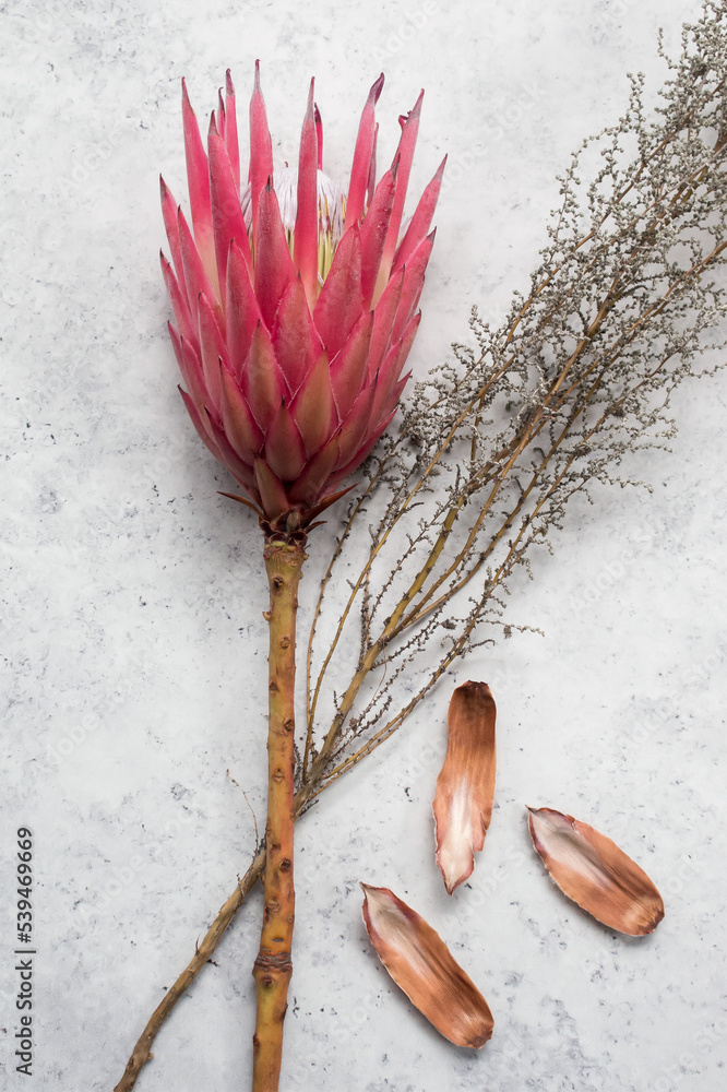 Queen Protea with bushes and dried leaves on textured background ...
