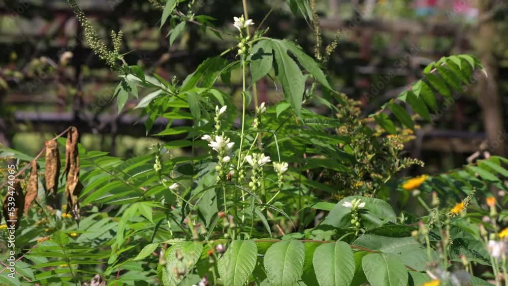 The white turtlehead (Chelone glabra) species of plant native to North ...