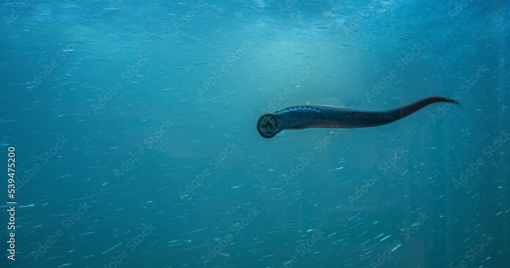 Lamprey Fish clinging or holding onto the window, as seen from the ...
