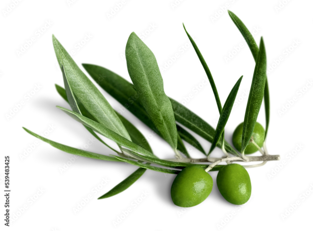 Olive Branch Stock Photo | Adobe Stock