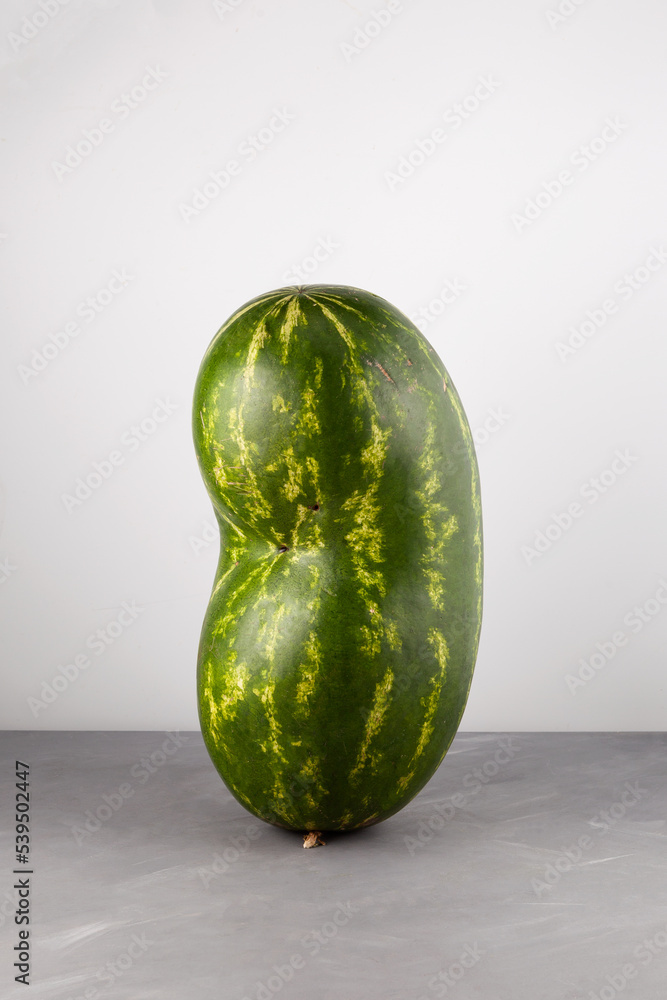 Long deformed ugly watermelon on grey background. Double conjoined ...