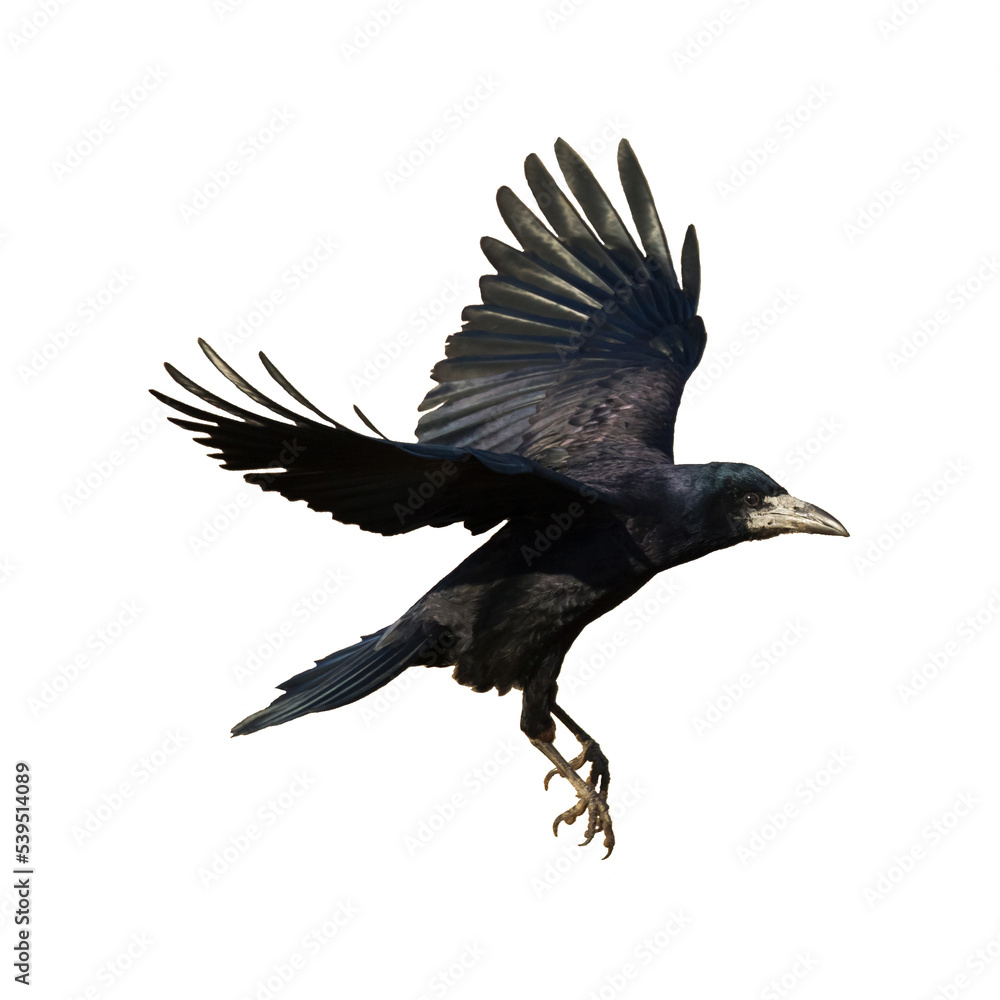 Rook Corvus frugilegus flying black bird isolated on white background ...