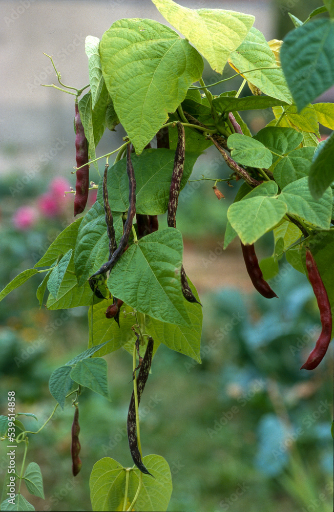 Haricot à rames, variété A cosse violette, Phaseolus vulgaris Stock ...