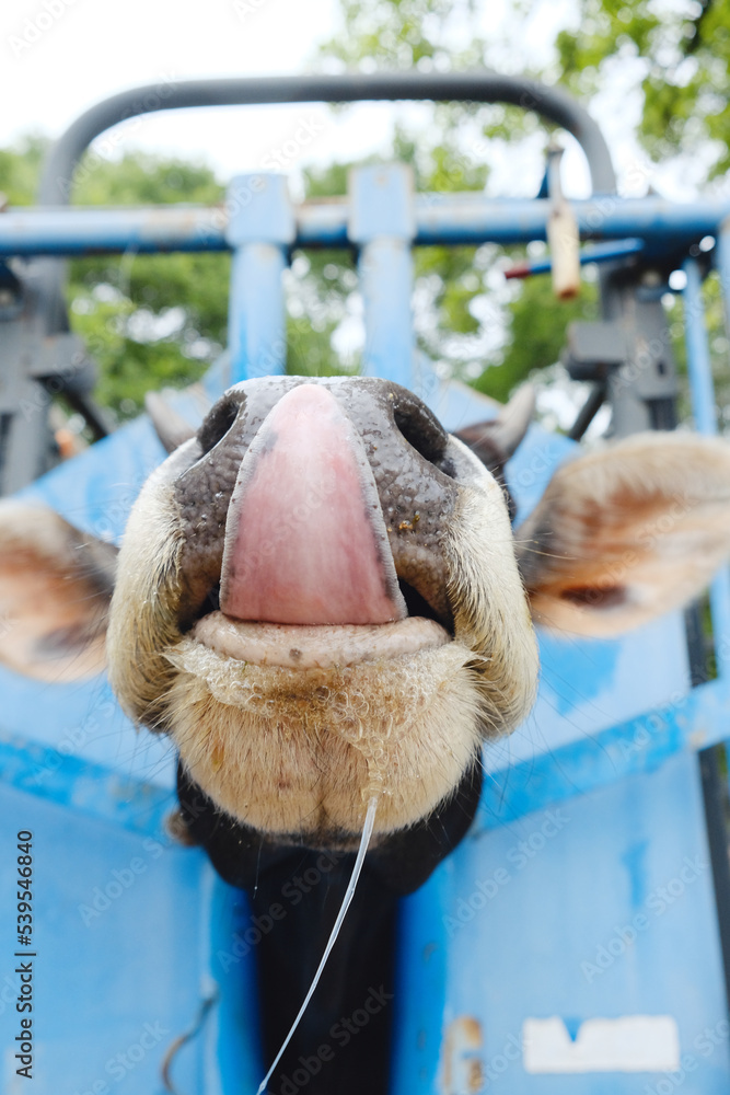 Livestock farm animal care on farm with wide angle view of cow face ...